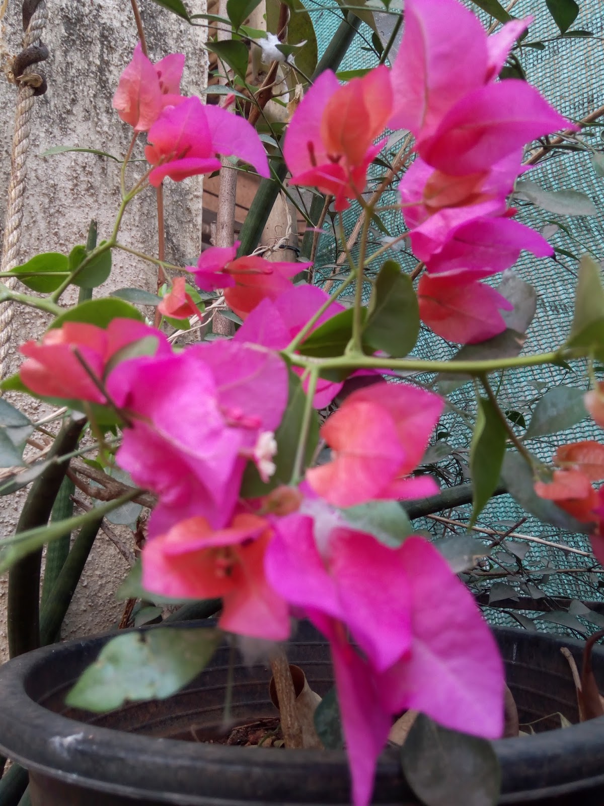 Garden Care Simplified: 3 Places where you Must never Grow ...