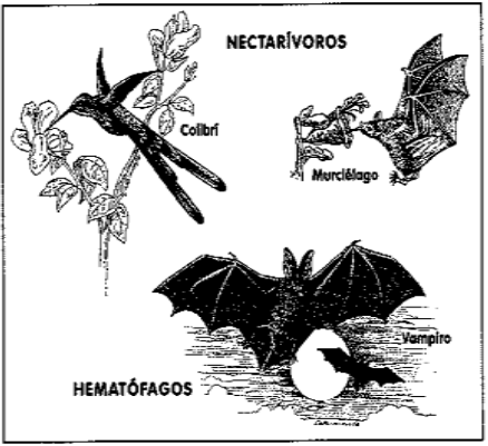 Biología II, Adaptación morfológica, fisiológica, etológica y biomas