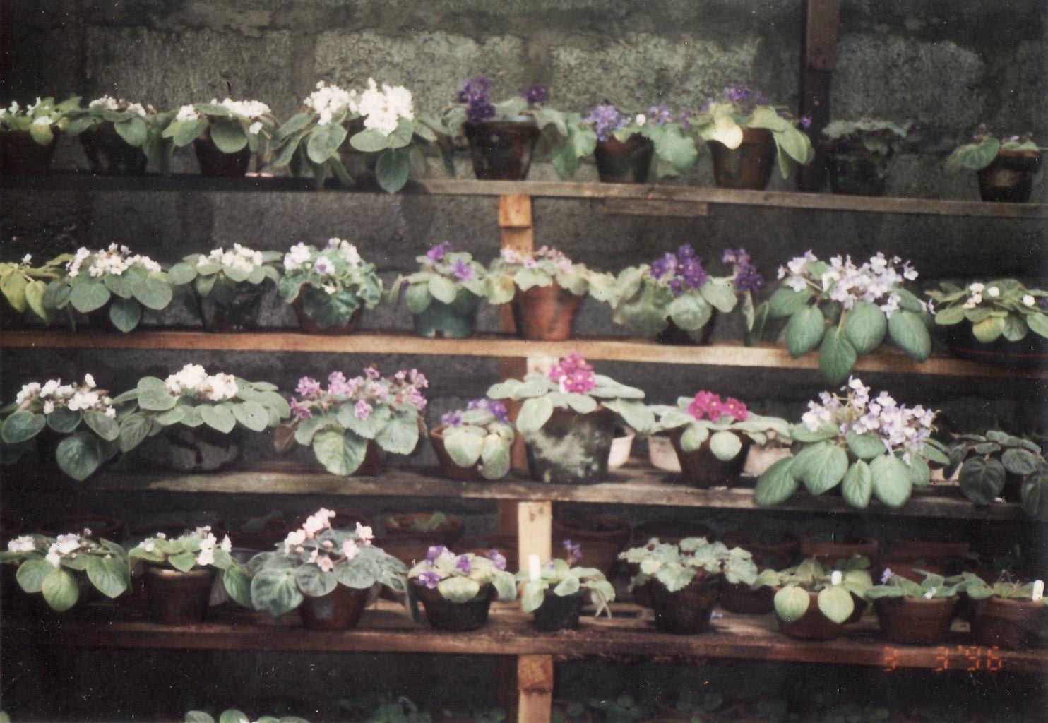 African Violet My Obsession