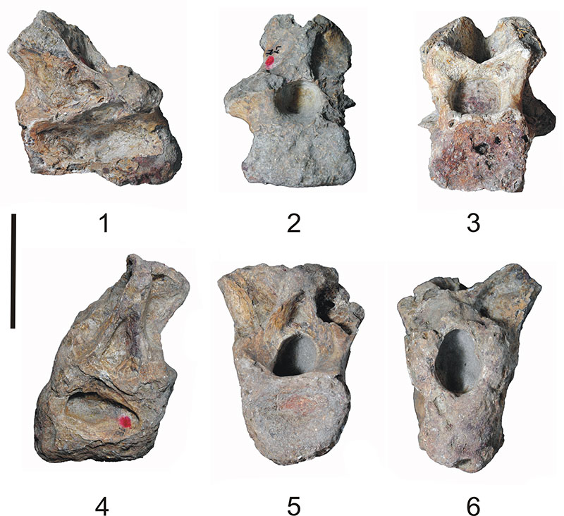 Equatorial Minnesota: Your Friends The Titanosaurs, part 30 continued ...