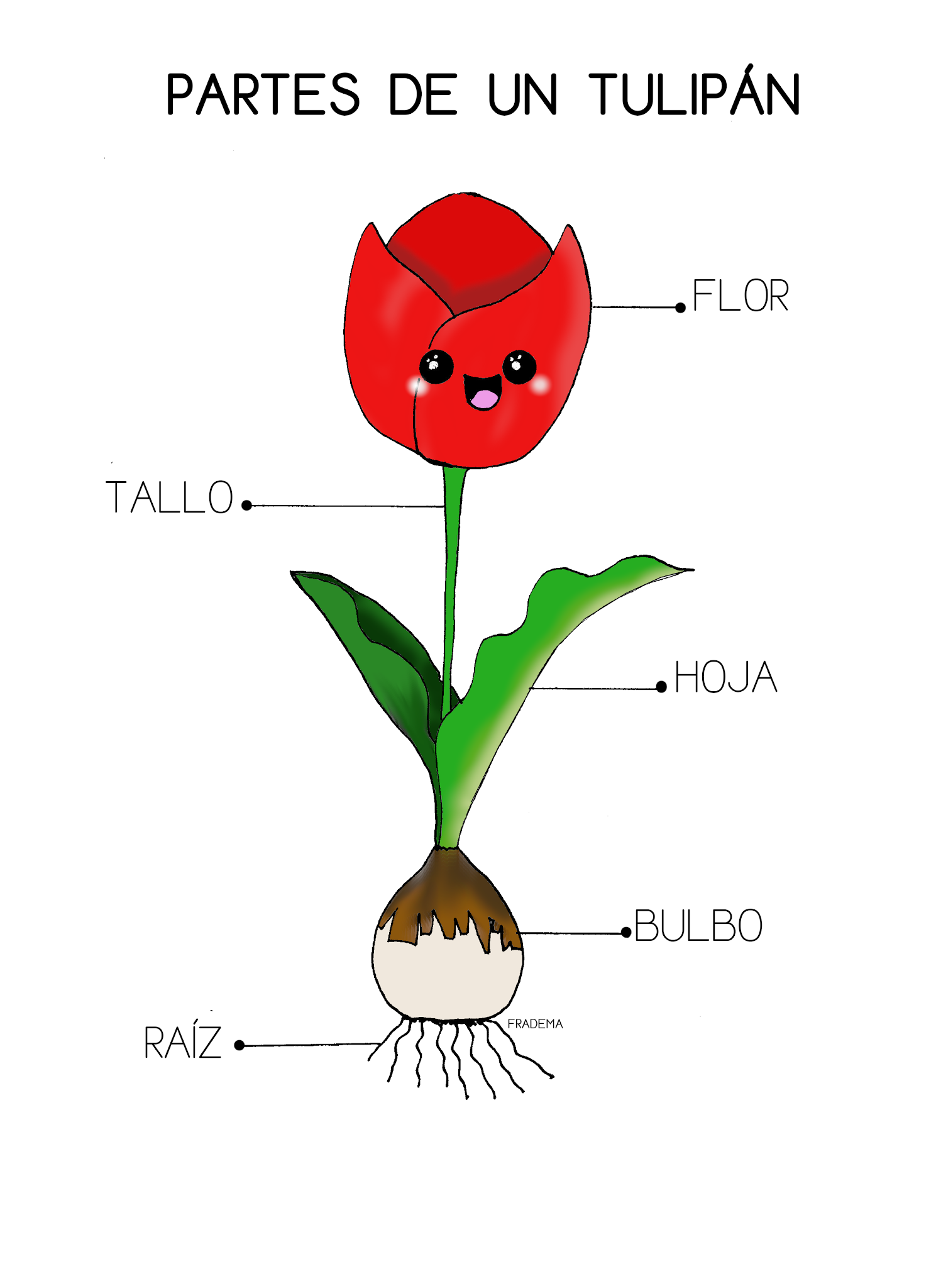 ¿Qué puedo hacer hoy?: Partes de un tulipán