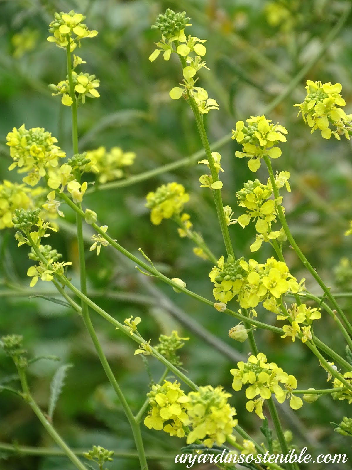 Diplotaxis virgata (Jaramago)