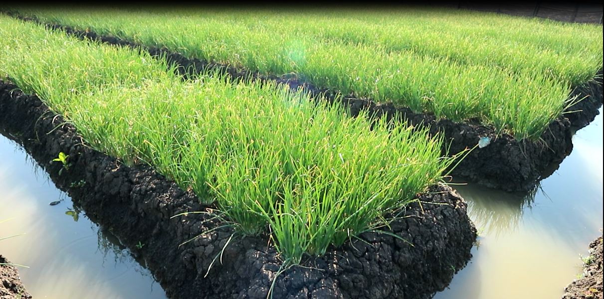 Umur 42 Hari Tanam Ke 4 Bawang Merah Milik Pak Kasbun Menggunakan POC ...