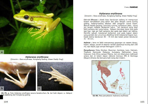 Buku Panduan Bergambar Identifikasi Amfibi Jawa Barat - Kusrini