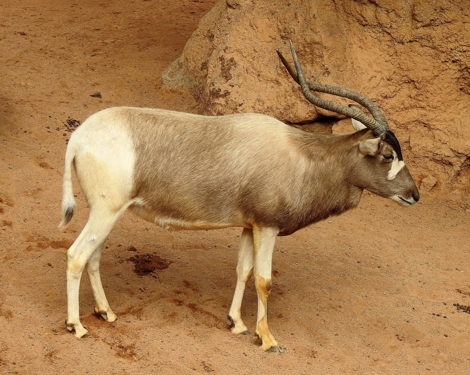 BIRDWALKERMONDAY: ADDAX (MALE) (Addax nasomaculatus)
