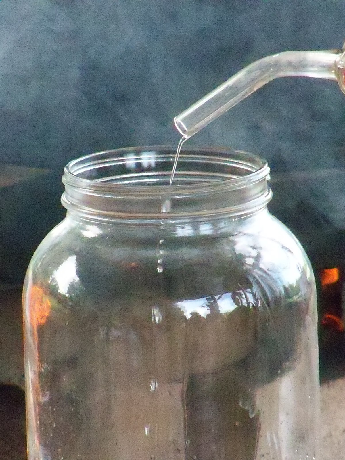 Plant Journeys: Calendula at Peak, Lavender Distillation, and Summer Lush