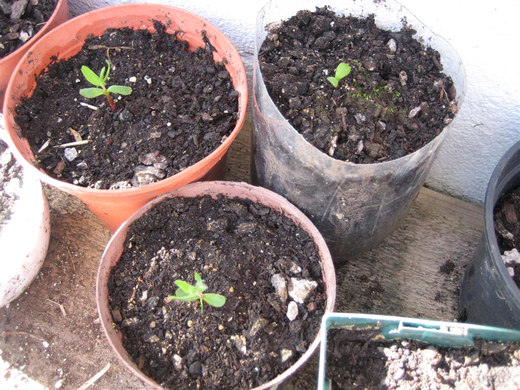 Azores Lifestyle: Planting today