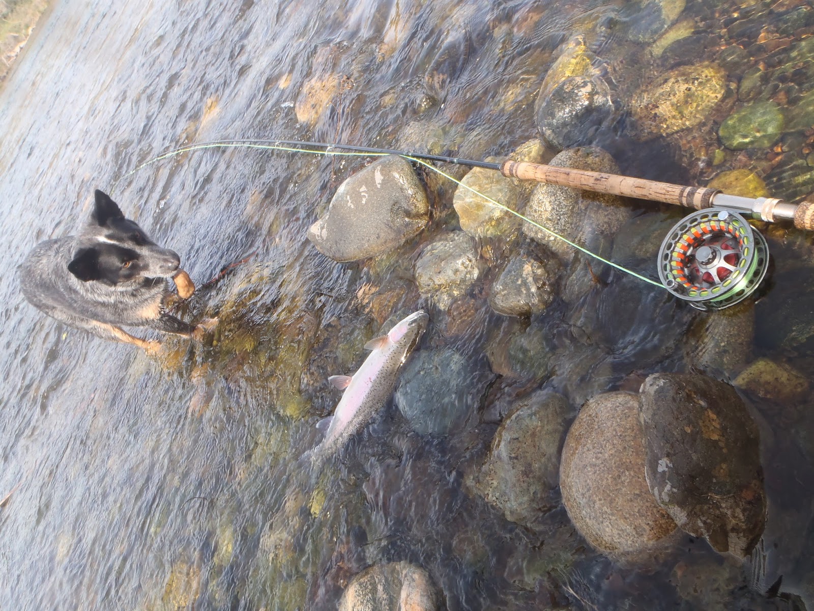 Irideus Fly Fishing Products: Irideus Steelhead Flies for 2016 and ...