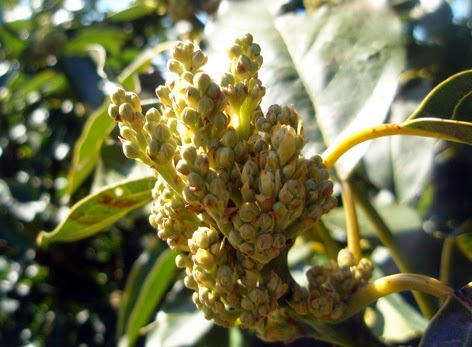 UN AGUACATE EN EL JARDÍN Cuidados y poda