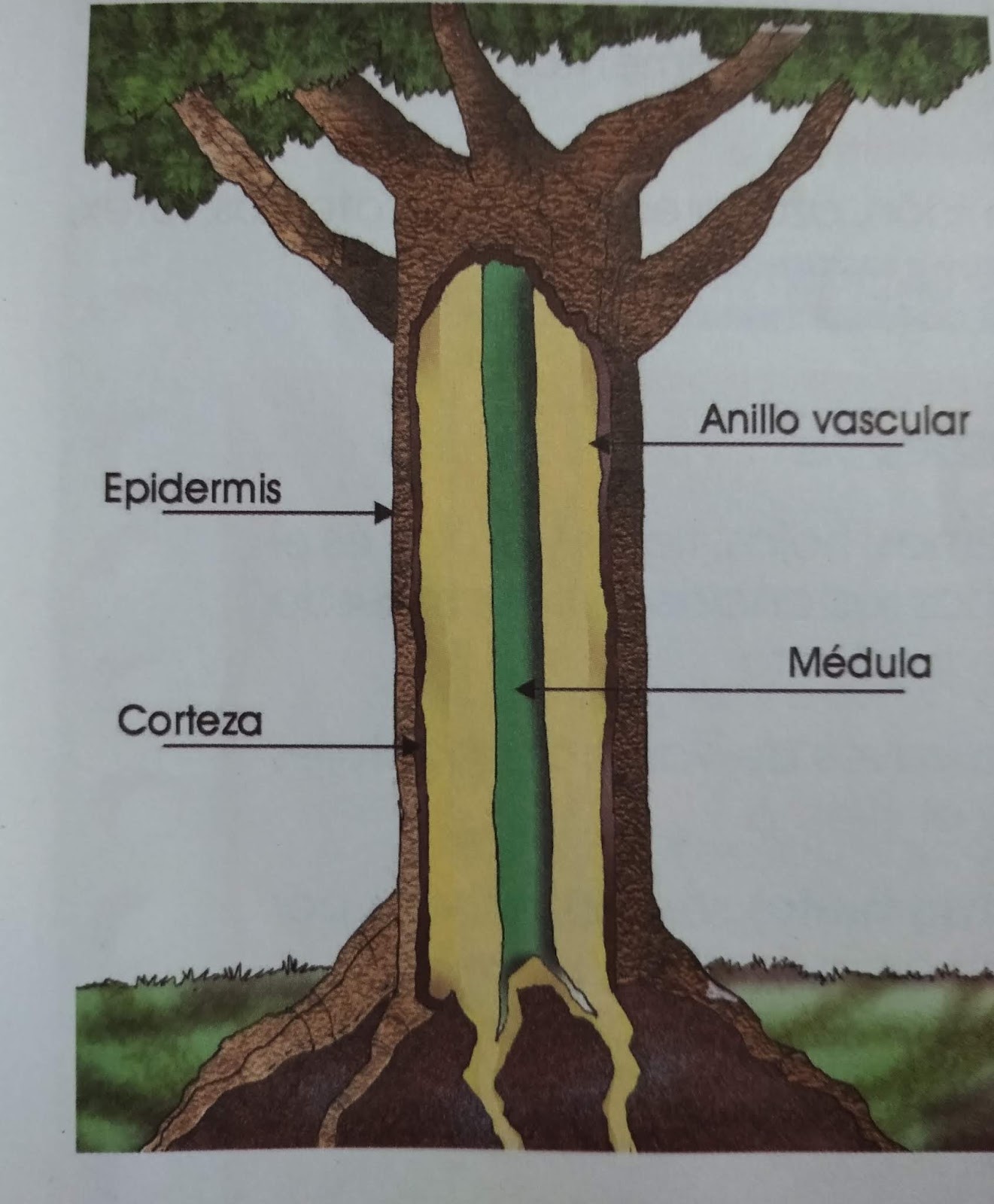 Ciencias de la Naturaleza, tema#2 Nutrición de las plantas. Martes:05-05-20