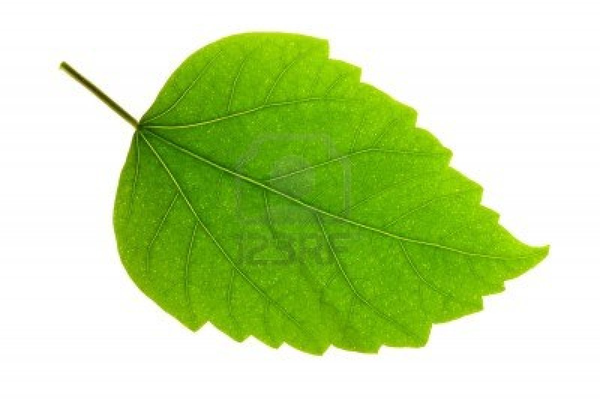 Plantoteca: Aula prática 2: Organografia Vegetal - Tipos de Folha