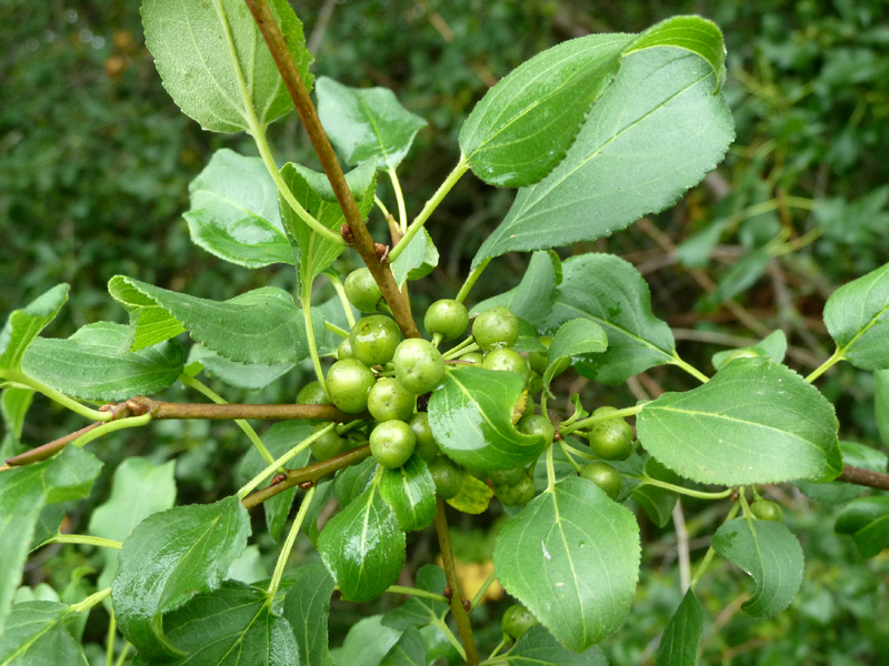 PASOS: Lomeña (Cantabria), 26 de julio-2 de agosto