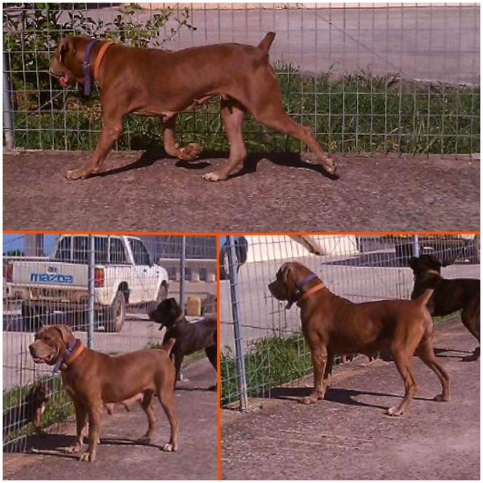 BANDOGFARM REGENCY MASTIFF FROM GREECE