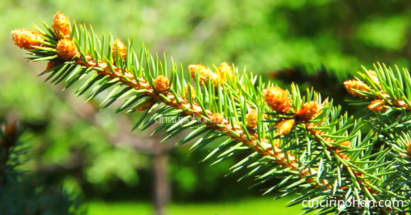 Katakan Ini Dia Perbedaan Antara Pinus, Cemara dan Semak ...