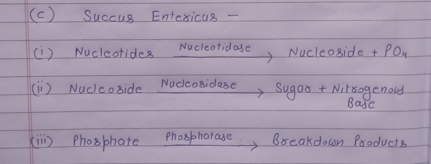 Digestion of food #16 | Human physiology