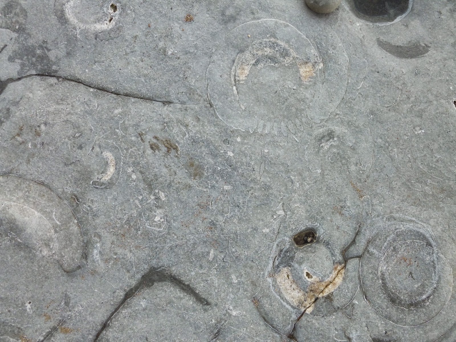 British Geology: Lyme Regis Ammonite Pavement