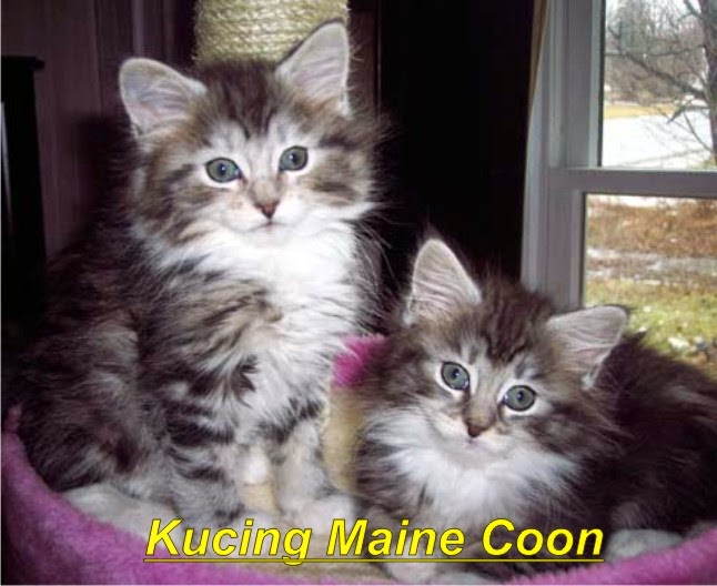 Mengenal Lebih Dekat Tentang Kucing Maine Coon - Seputar Hewan Peliharaan
