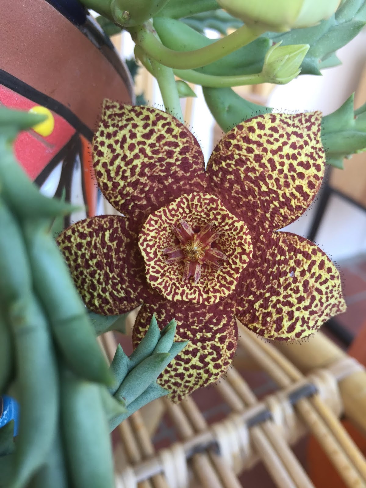 Orbea Succulents = Rewarding Bloomers