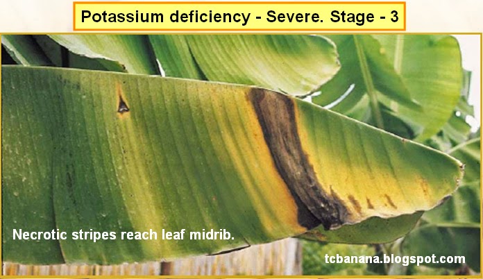Potassium (K) deficiency symptoms ~ Tissue Culture Banana