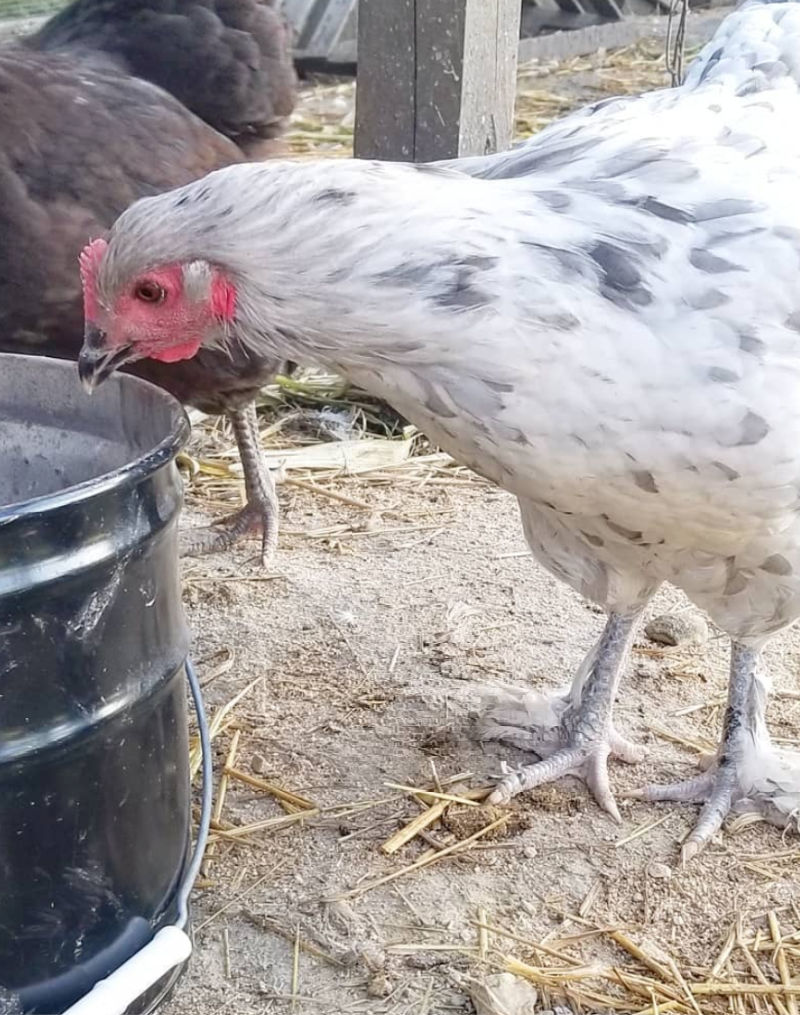 Do You See What I See? 12 Fascinating Facts about Chicken Eyesight ...