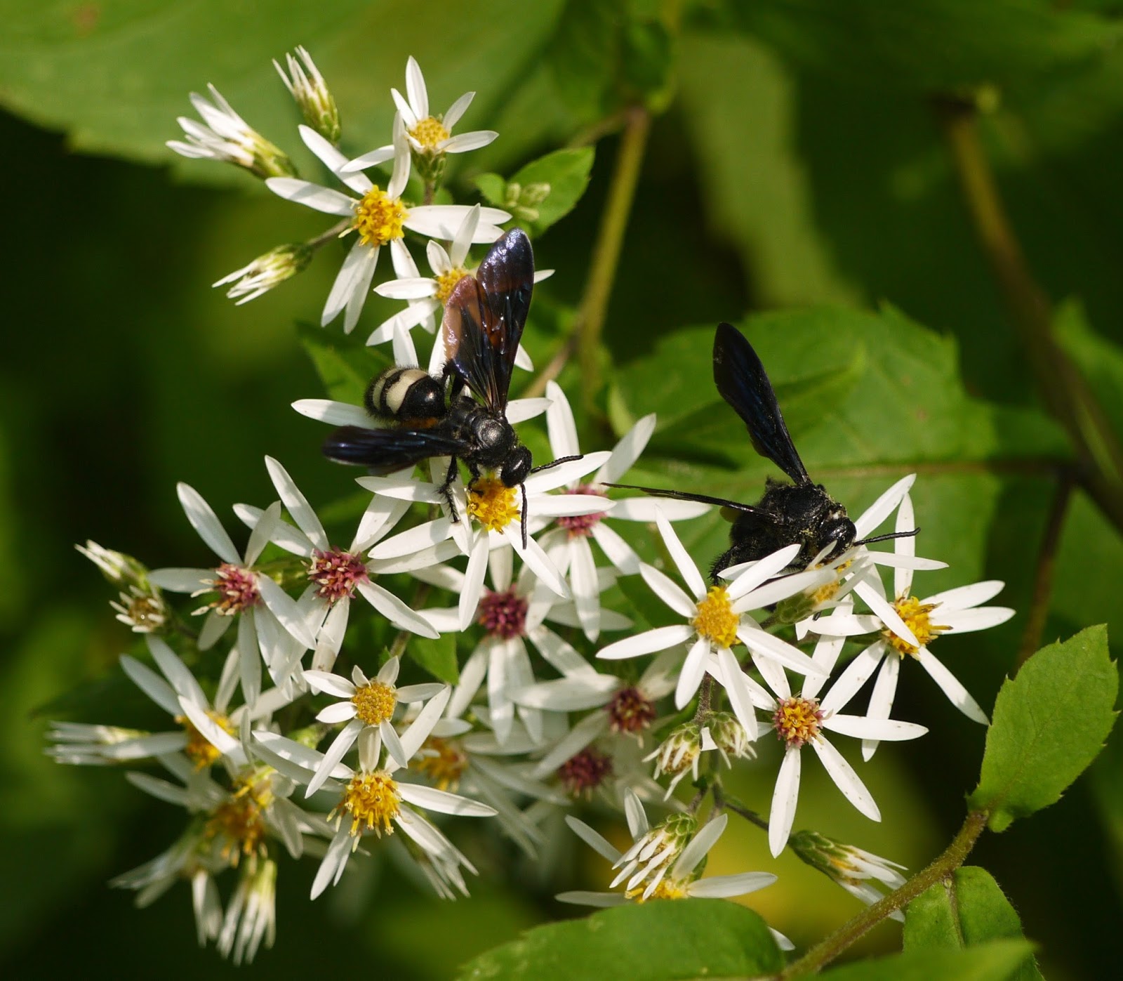 gardens@duke: Discovering White Wood Aster