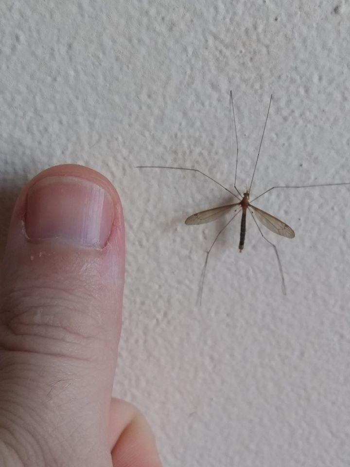 Aracno Garden: Pernilongo Gigante