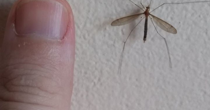 Aracno Garden: Pernilongo Gigante