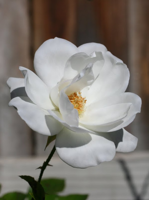 Lilyfield Life: Fresh Flowers - Spring is almost here