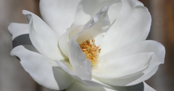 Lilyfield Life: Fresh Flowers - Spring is almost here