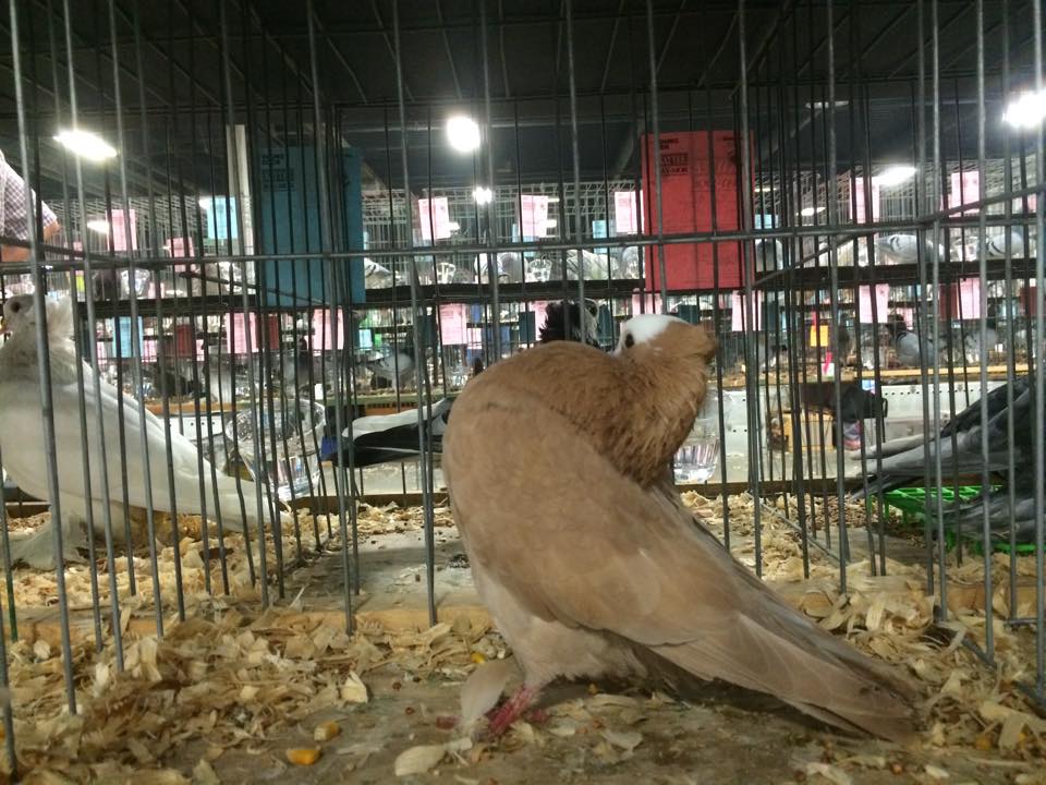 World of Pigeons and Doves: Mookee Pigeon