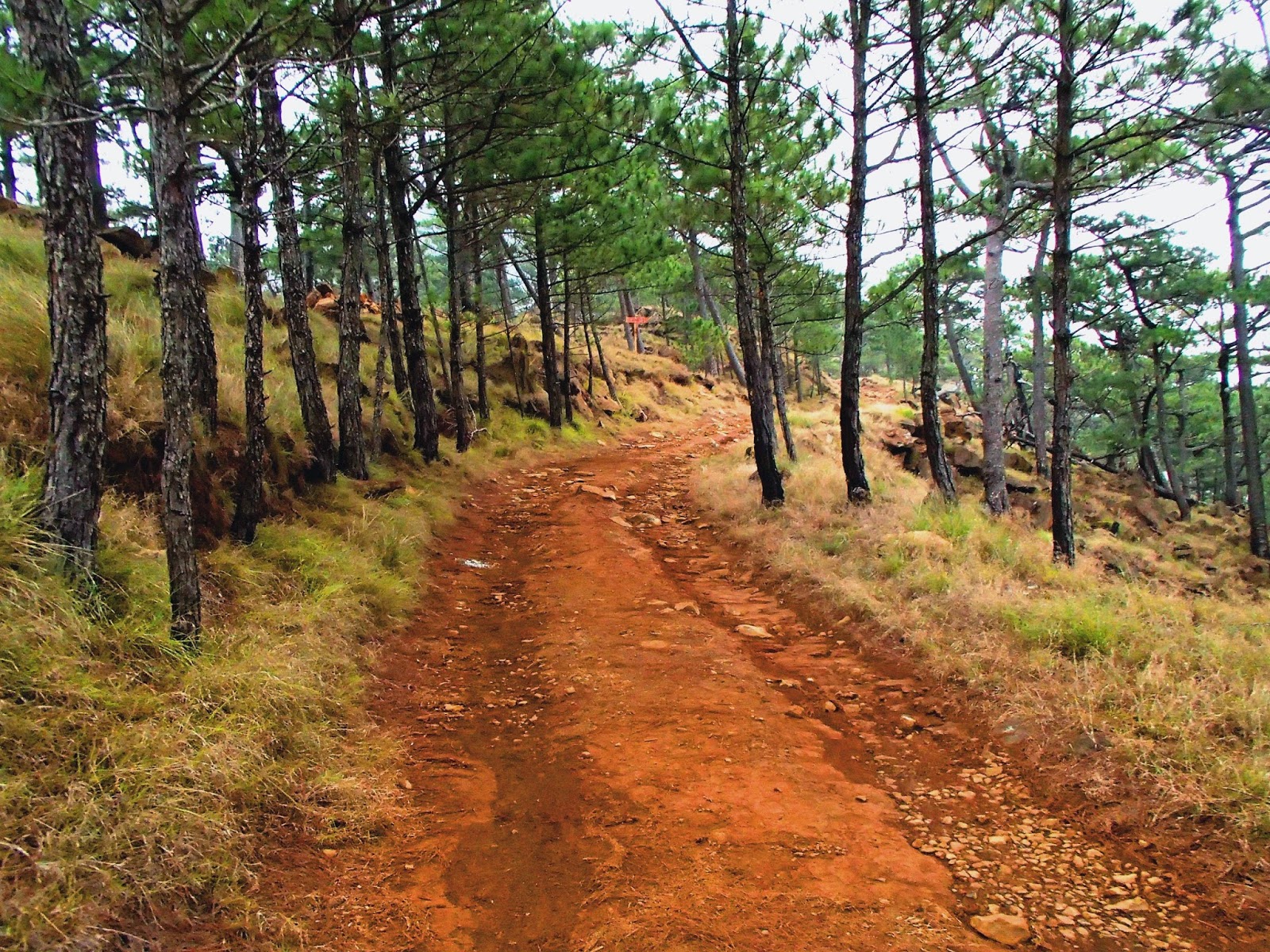 Mt Tapulao: Poor Man's Pulag ~ City Boy Tripper