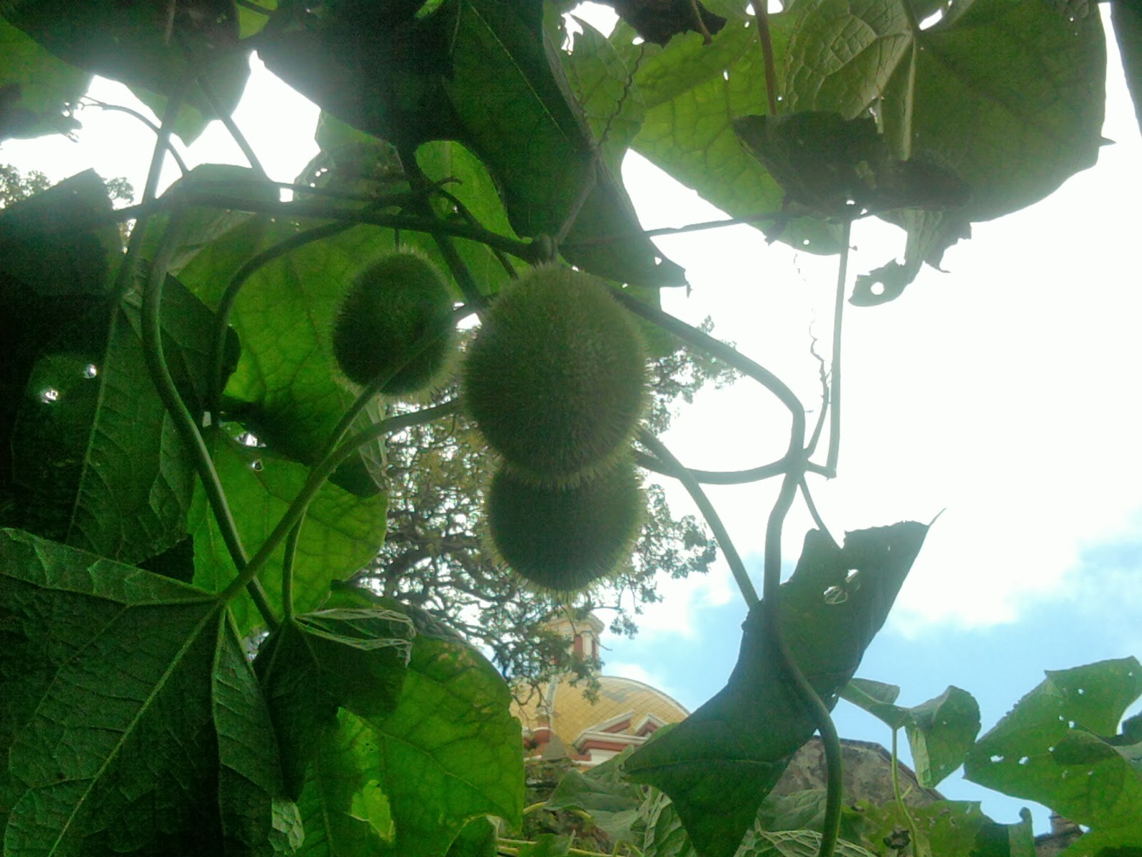 Santiago Mixquitla, Historia Leyenda y Tradición: El Chayote o Chayotli ...