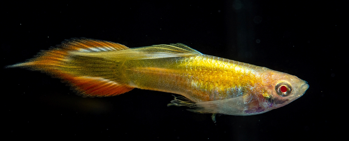 Guppy Show in Vienna Trios and Pairs 2019 - Ralfs-Guppy-Blog