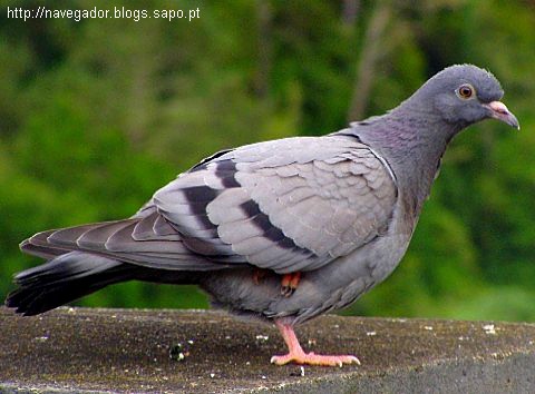 Felizes Animais: Pombo