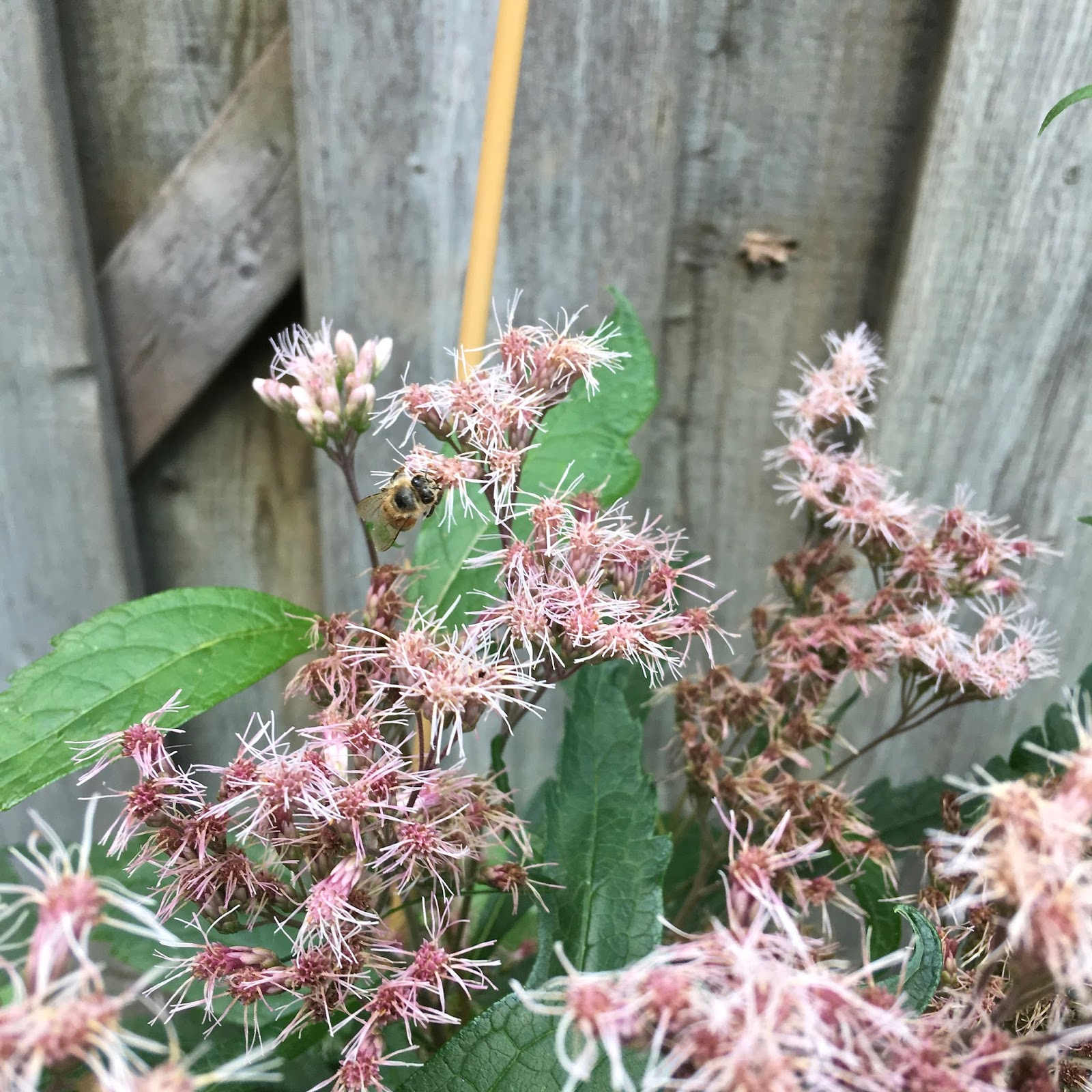 Our native bees are amazing