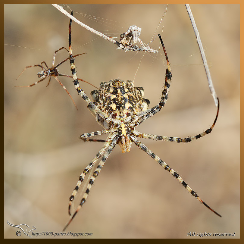 Argiope lobata | Focusing on Wildlife
