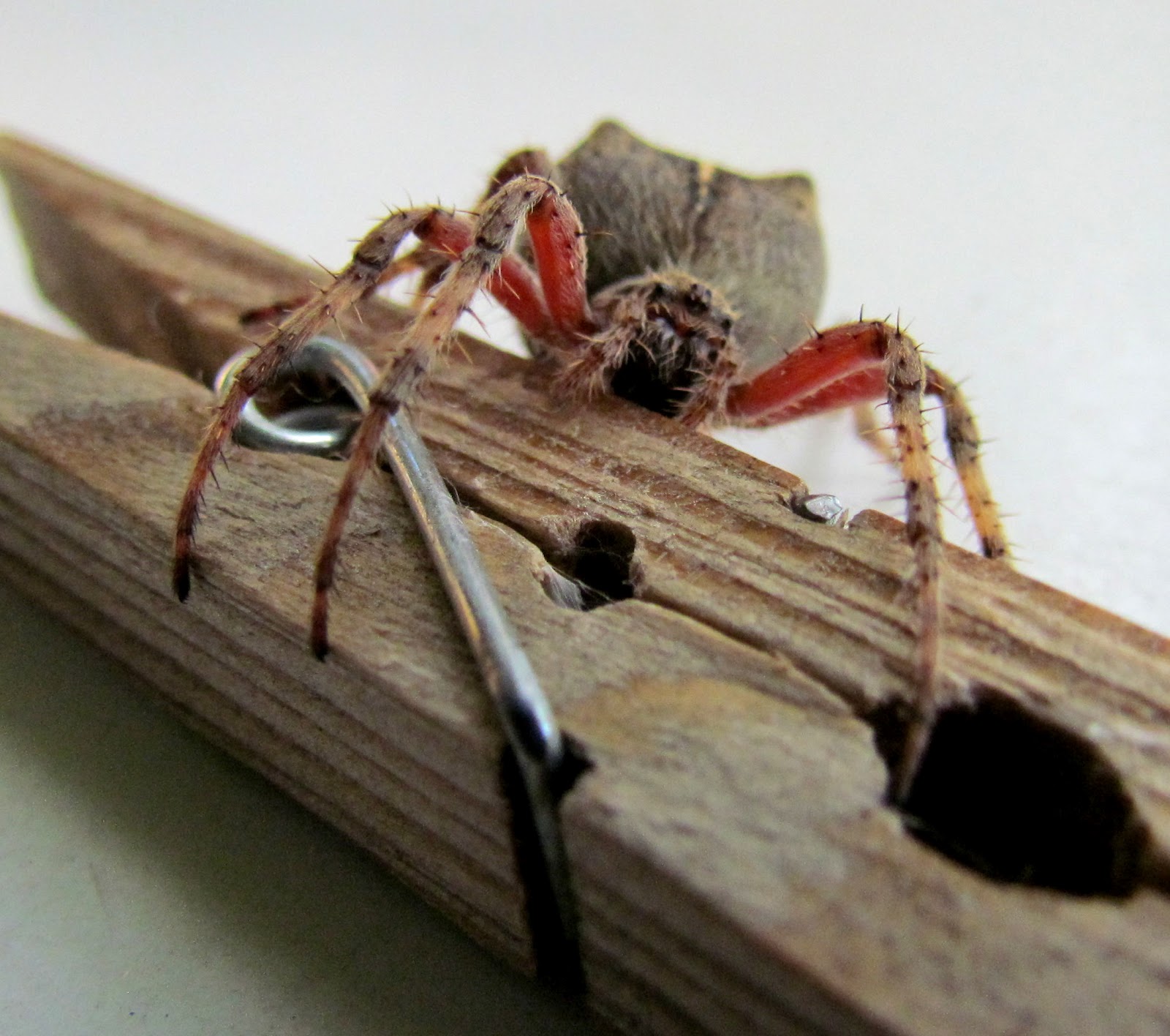 LA FÉE DES BOIS: Arachnophobes... s'abstenir