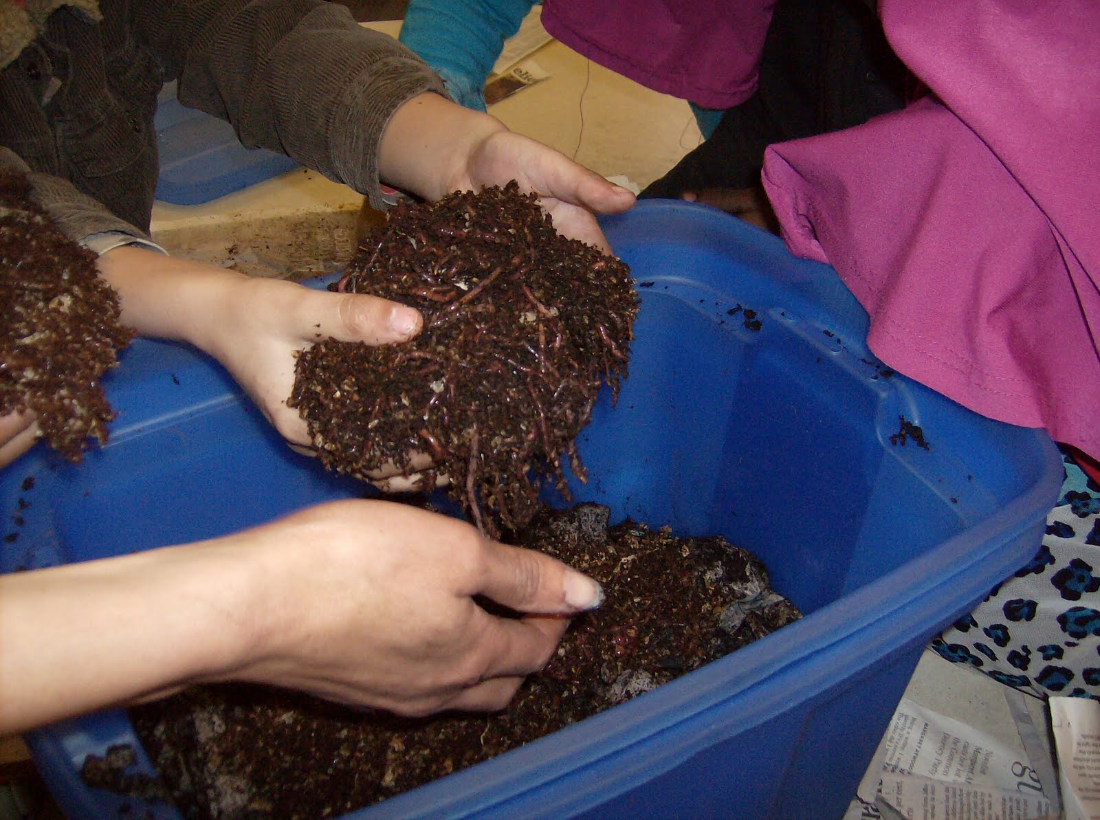 George Syme Community School Garden Club: How to Build a Vermi-Compost