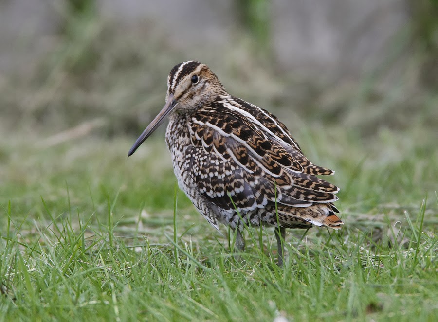 Rare & Scarce Birds In Britain