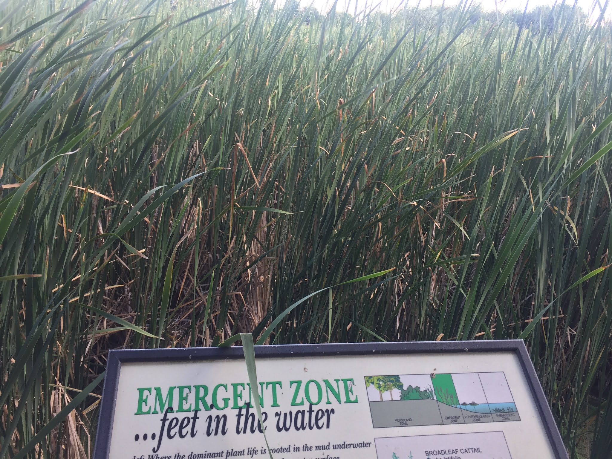 Travel Reviews & Information: Bay City, Michigan: State Campground and ...