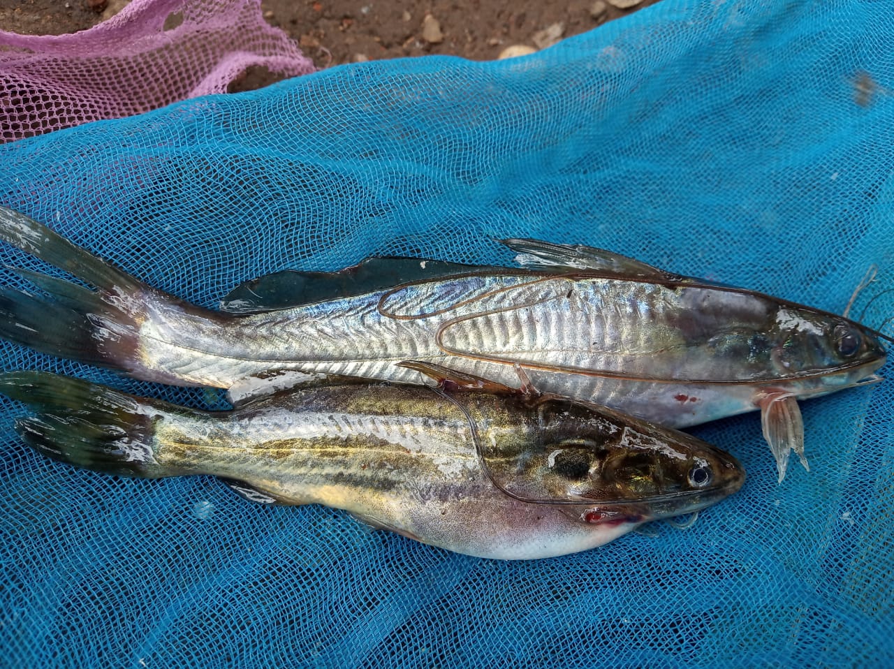 कटारना मासा / टेंगरा : Katarna Fish/ Tengra in Purna river Yeldari dam ...