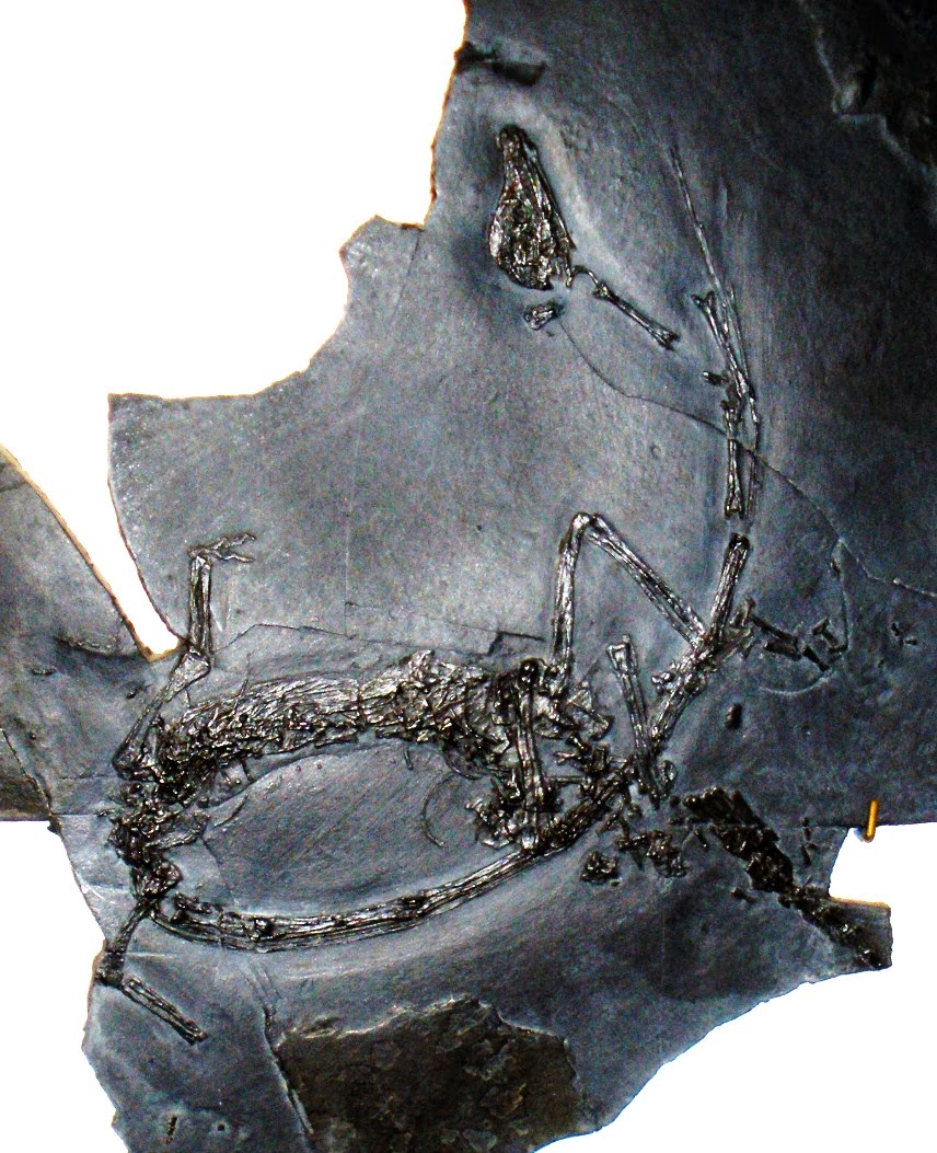 geoitaliani: novembre 2013