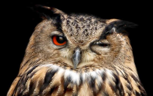 Ultimate Radiology : 'Semiology' - The Signs in Radiology