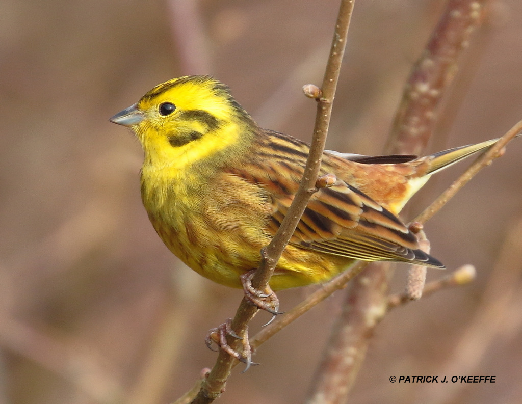 Raw Birds: Yellowhammer
