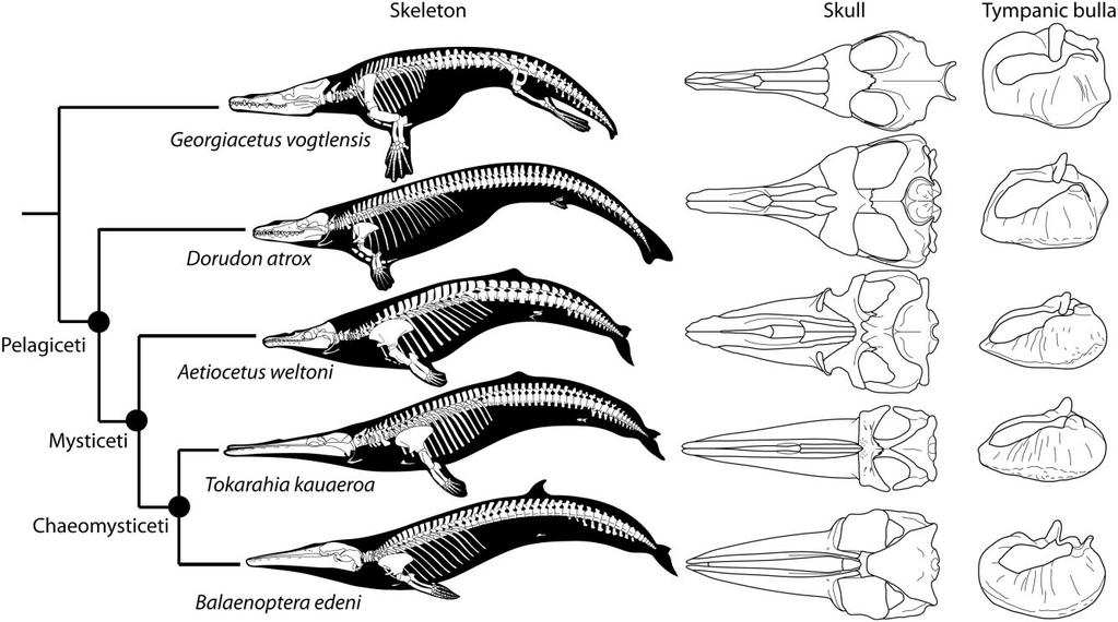 Species New to Science: [PaleoMammalogy • 2015] Tokarahia kauaeroa • A ...