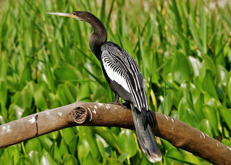 Ανίνγκα - Ορνιθοπανίδα