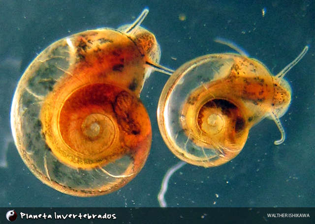 Variety of Life: Planorbidae