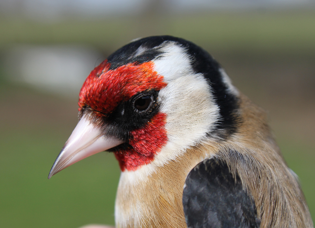 Another Bird Blog: Ringing Gold