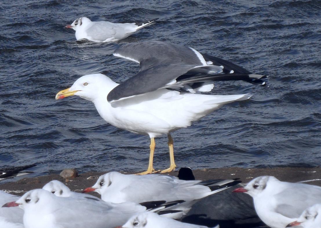 Dannysbirds: Redcar Tarn