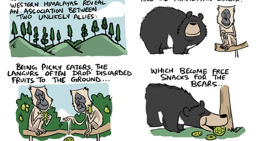 Green Humour: The Himalayan Black Bear and the Himalayan Langur